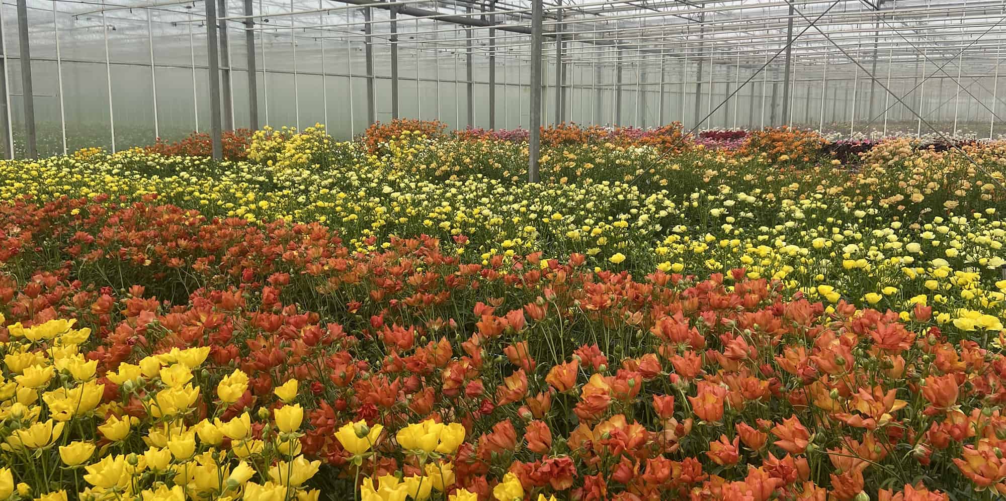 Green Works | Specialist in Young Plants, Paeonia & Ranunculus