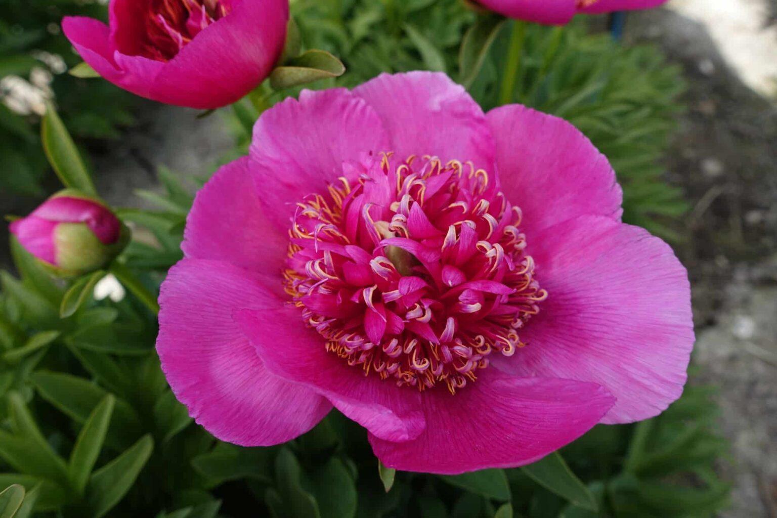 Peony Anemoniflora (Very early) - Green Works - Specialist in Peonies