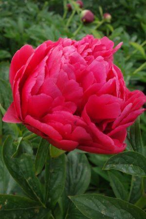 Peony Raspberry Charm (Early - mid.) - Green Works - Specialist in Peonies