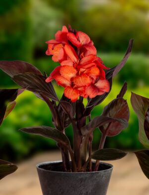 CannaSun™ Alisa® - Green Works - Specialist in Pot Plants