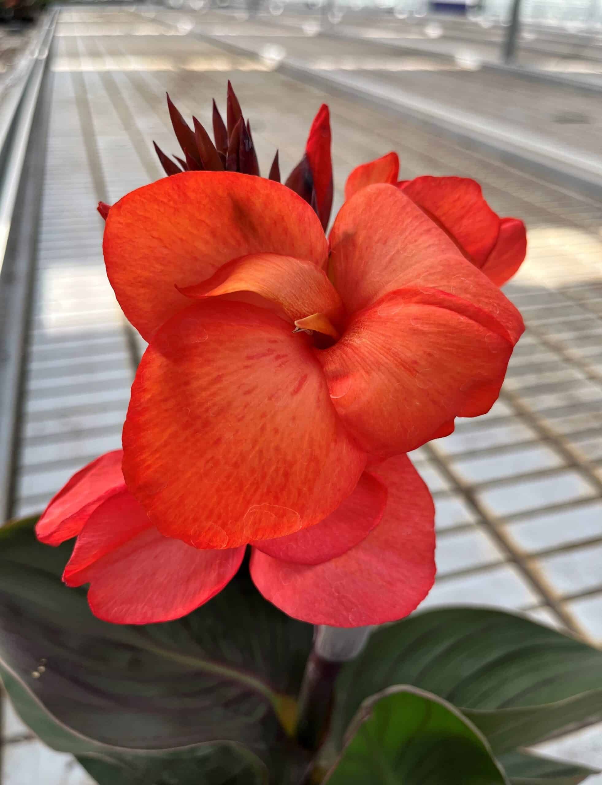 Pot Plants - Green Works - Specialist in Pot Plants