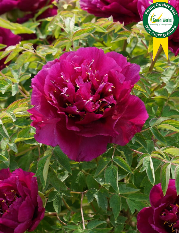 Rockii-Flare Dark Horse (Jing Mo Sa Jing) - Green Works - Specialist in ...