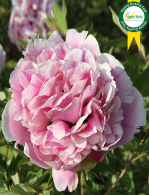 Rockii-Flare Fiesta (Guan Yin Mian) - Green Works - Specialist in Peonies