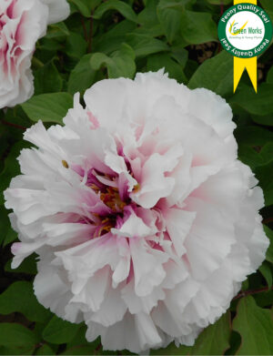 Suffruticosa Multiply (Xue Ying Tao Hua) - Green Works - Specialist in ...