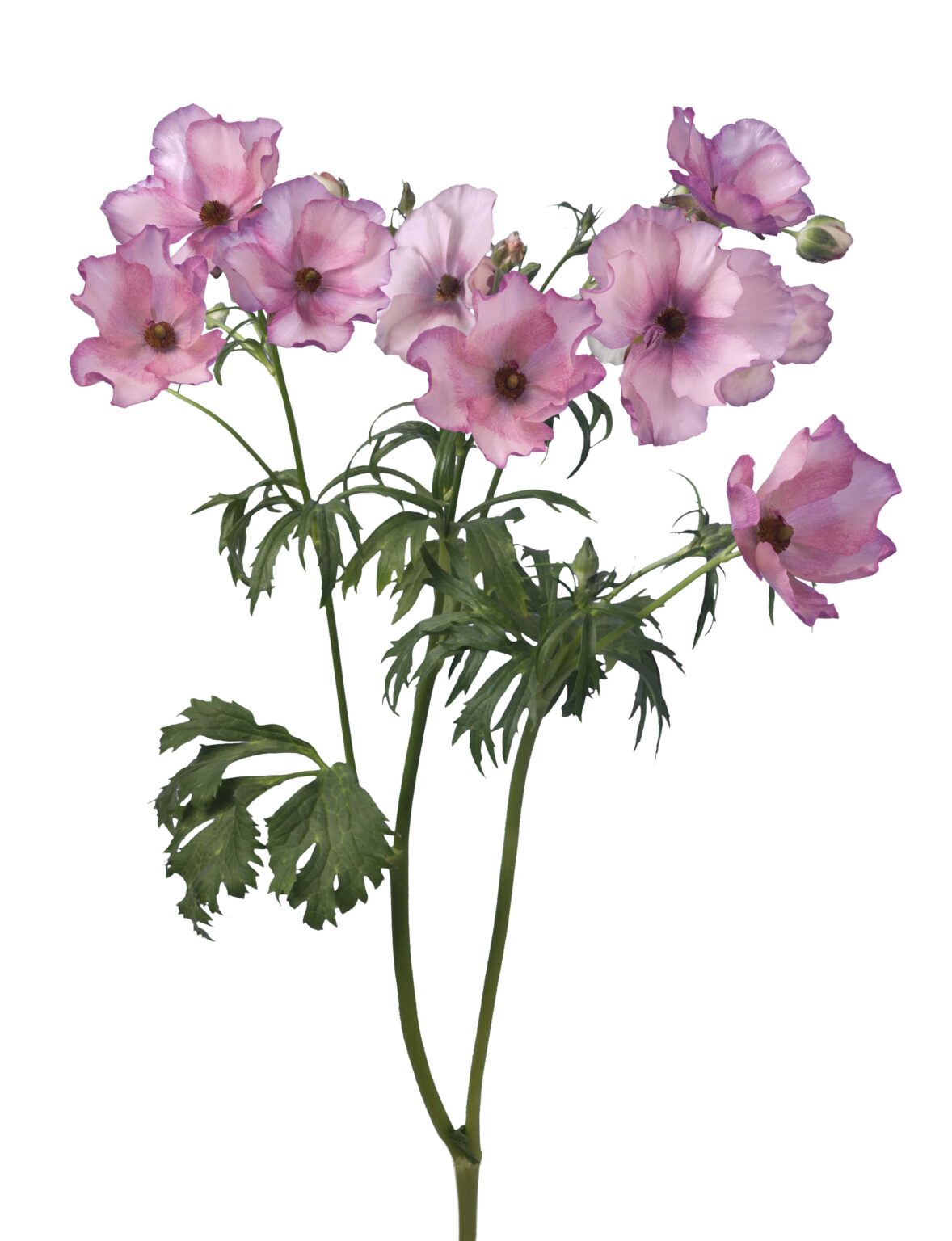 Ranunculus Butterfly™ (Cut flower) - Green Works - Specialist in Ranunculus