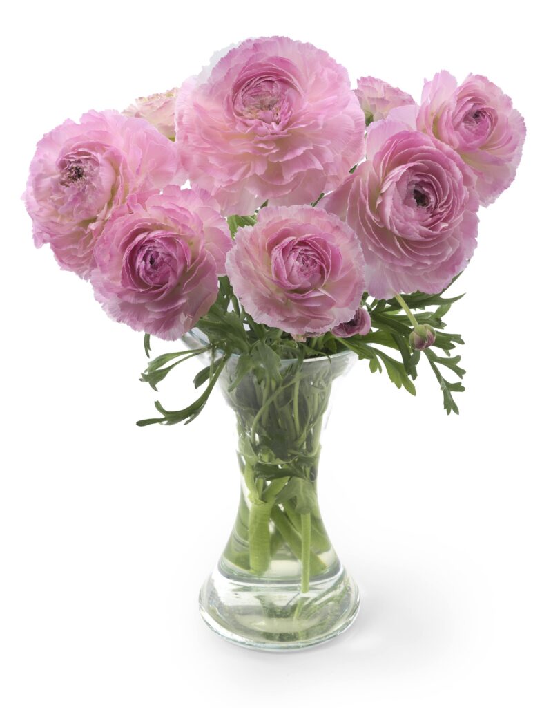 Ranunculus Romance™ (Cut Flower) - Green Works - Specialist in Ranunculus