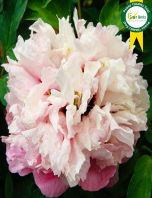 Rockii-Flare Sugarcone (Gui Chuan Fen) - Green Works - Specialist in ...