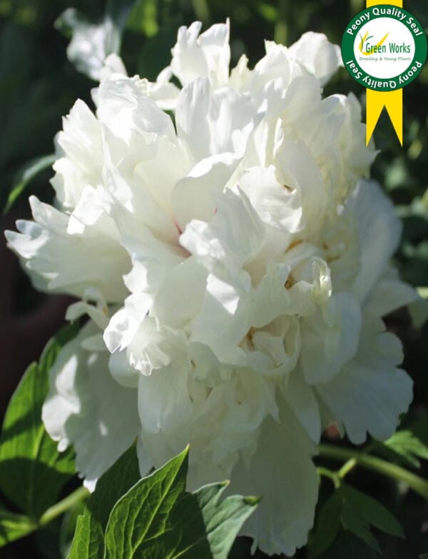 Rockii-Flare Whitewash (Ping Ding Iv) - Green Works - Specialist in Peonies