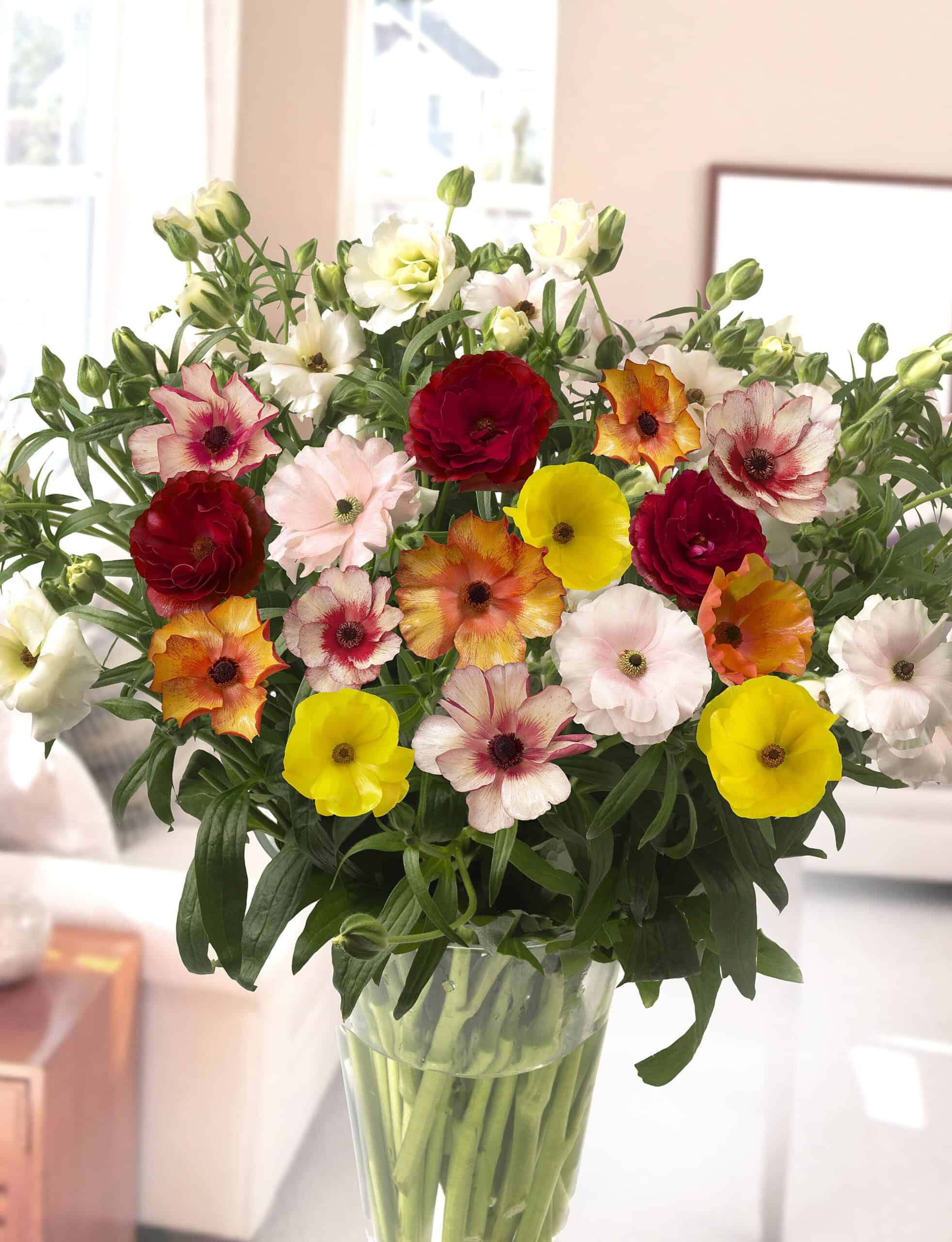 Ranunculus Information - Green Works - Specialist in Ranunculus